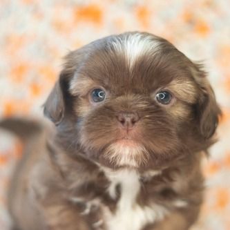 Stanley | Shih Tzu Boy | Puppy ID 5343