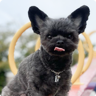 Chi-Poo Puppies for Sale | MawooPets.com