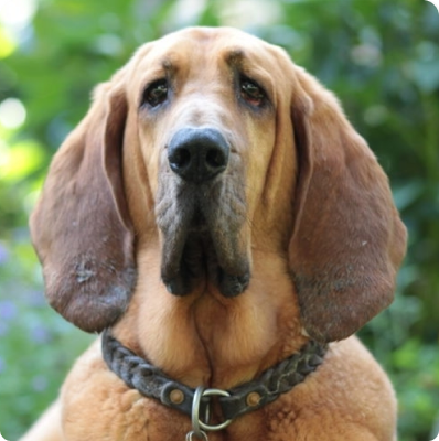 Bloodhound Puppies for Sale | MawooPets.com