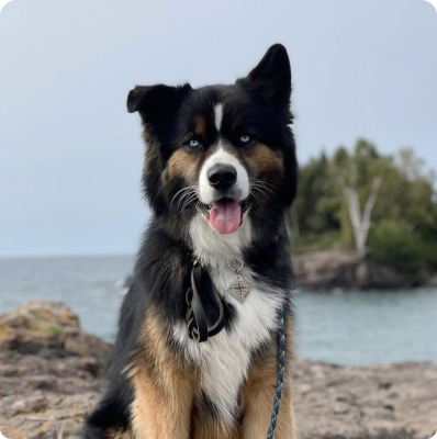 Shepsky Puppies for Sale | MawooPets.com