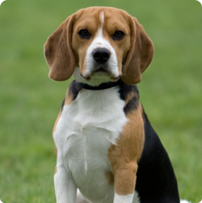 Pocket Beagle Puppies for Sale in Massachusetts | MawooPets.com