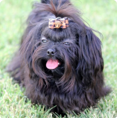 Russian Tsvetnaya Bolonka Puppies for Sale in Idaho | MawooPets.com