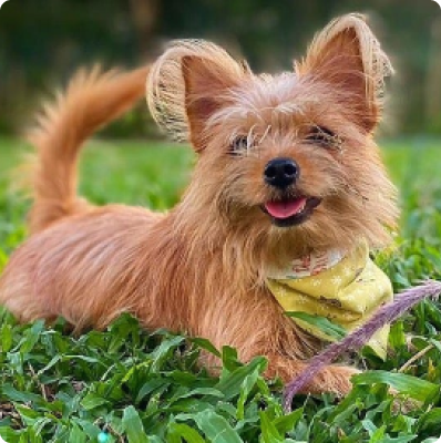 Yorkie Pom Puppies for Sale | MawooPets.com