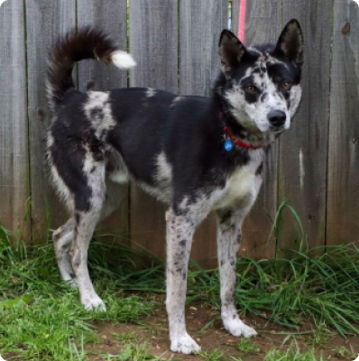 Leopard Husky Puppies for Sale in Quebec | MawooPets.com