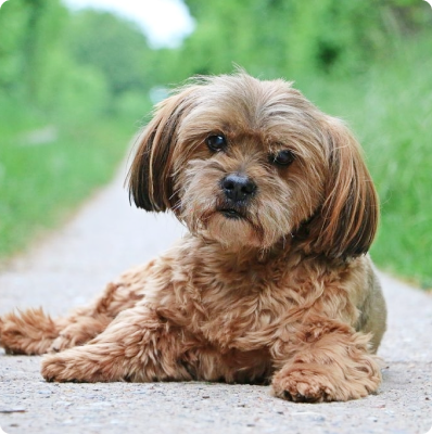 Lhasapoo Puppies for Sale in Arizona | MawooPets.com