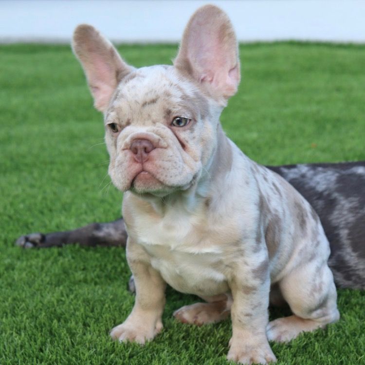 Coco | French Bulldog Boy | Puppy ID 8784
