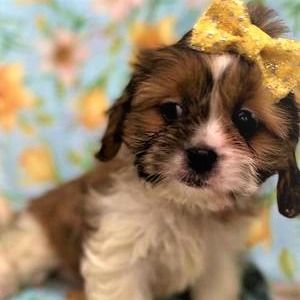 Cassie SOLD | Cava Tzu Girl | Puppy ID 8849