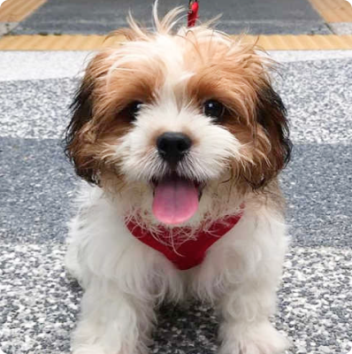 Cava Tzu Puppies for Sale | MawooPets.com