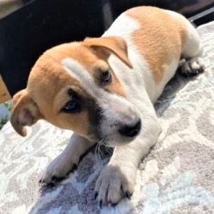 Diesel | Jack Russell Terrier Boy | Puppy ID 8122