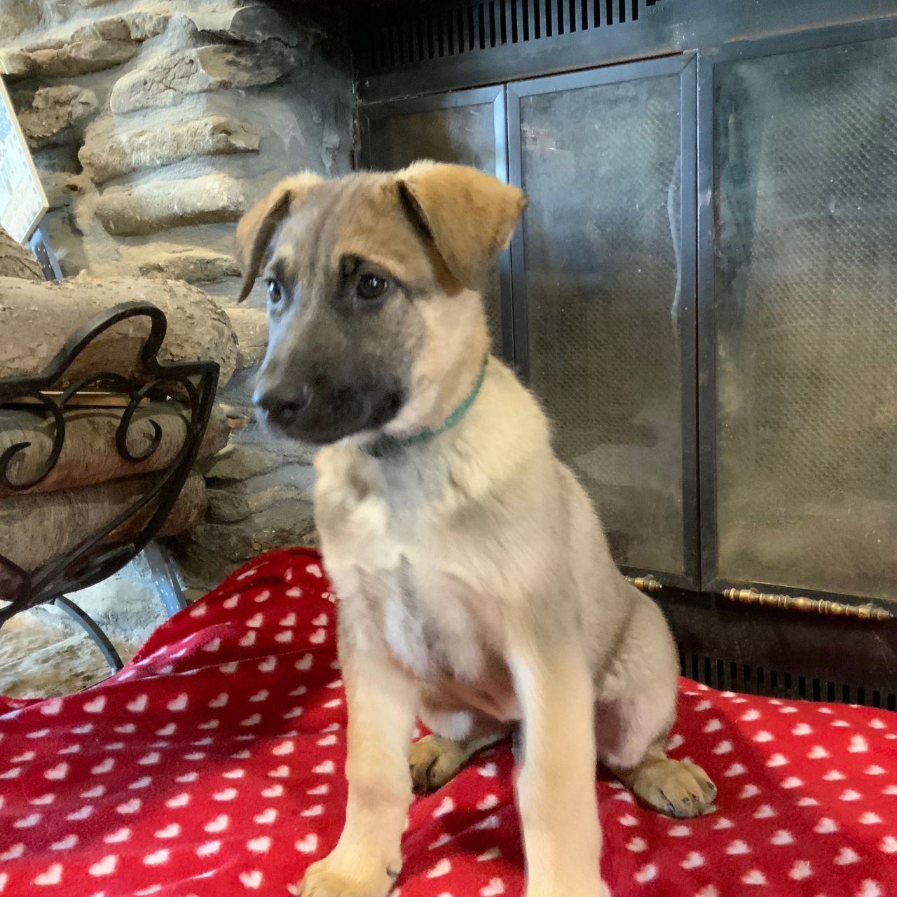 Teddi | German Shepherd Dog Boy | Puppy ID 8792