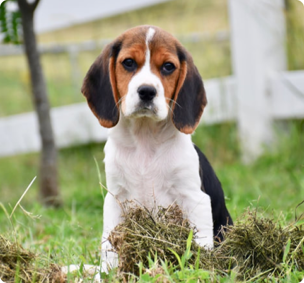 Beaglier Puppies for Sale | MawooPets.com