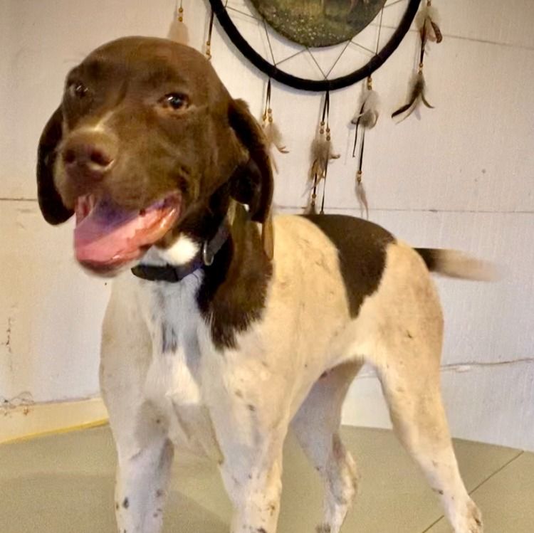 German Shorthaired Pointer Beagle Mix