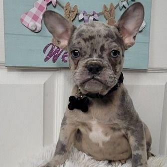 Merlin | French Bulldog Boy | Puppy ID 9424