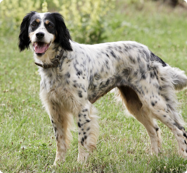 English Setter Puppies for Sale | MawooPets.com
