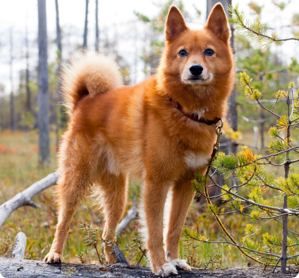 Finnish Spitz Puppies for Sale in British Columbia | MawooPets.com