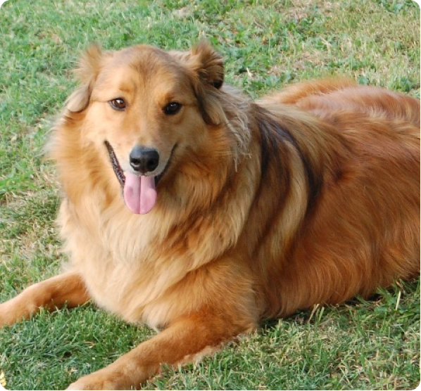 Gollie Puppies for Sale | MawooPets.com