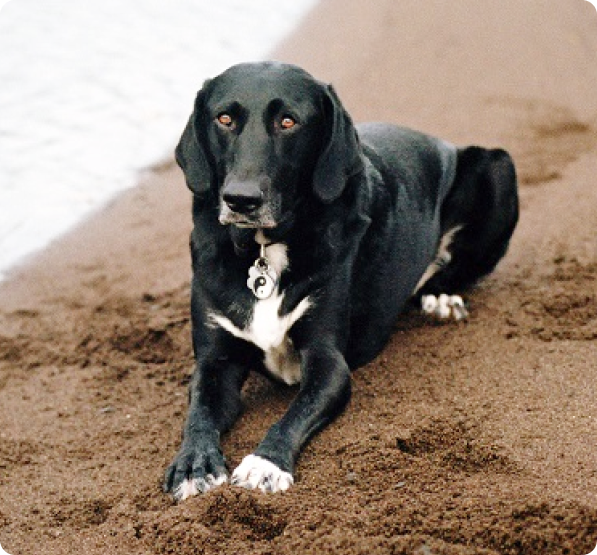 Lab Pointer Puppies for Sale | MawooPets.com