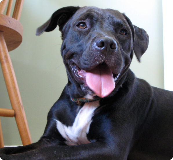 Labrastaff Puppies for Sale | MawooPets.com