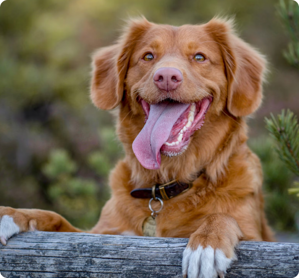 Nova Scotia Duck Tolling Retriever Puppies for Sale | MawooPets.com