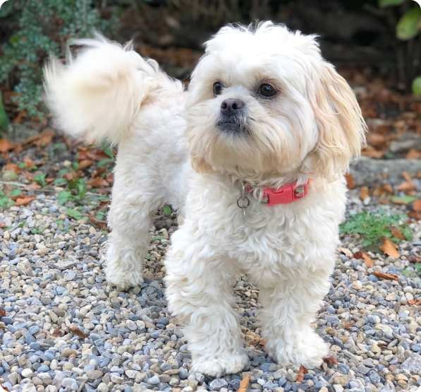 Peekapoo Puppies for Sale in North Carolina | MawooPets.com