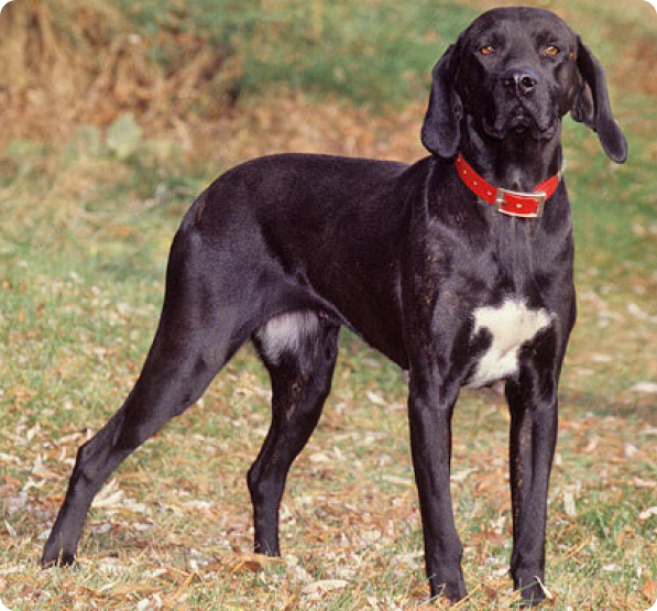 Plott Puppies for Sale | MawooPets.com