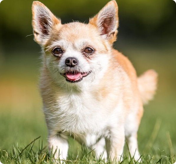 Chigi Puppies for Sale | MawooPets.com