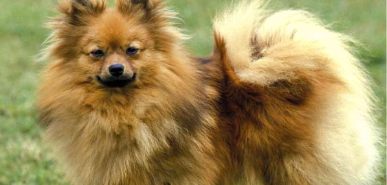 German Spitz Puppies for Sale in Saskatchewan | MawooPets.com