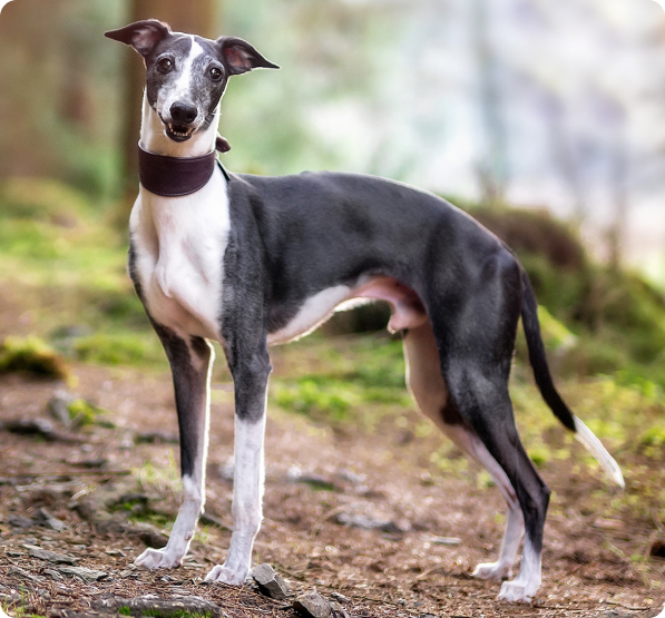 Whippet Puppies for Sale | MawooPets.com