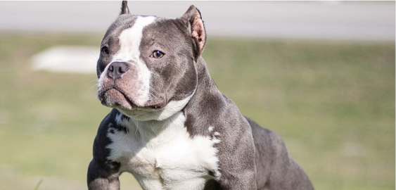 Shorty Bull Puppies for Sale | MawooPets.com