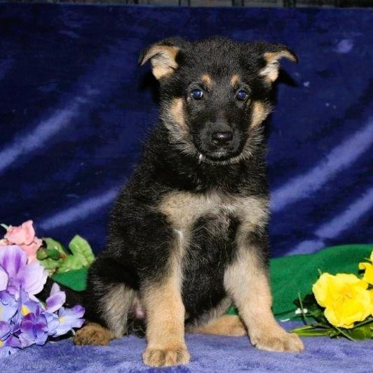 Sadie | German Shepherd Dog Girl | Puppy ID 10402