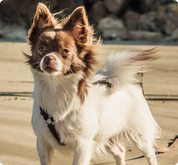 Chion Puppies for Sale | MawooPets.com