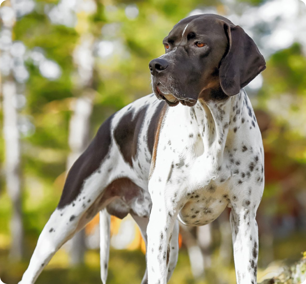 Pointer (English Pointer) Puppies for Sale | MawooPets.com