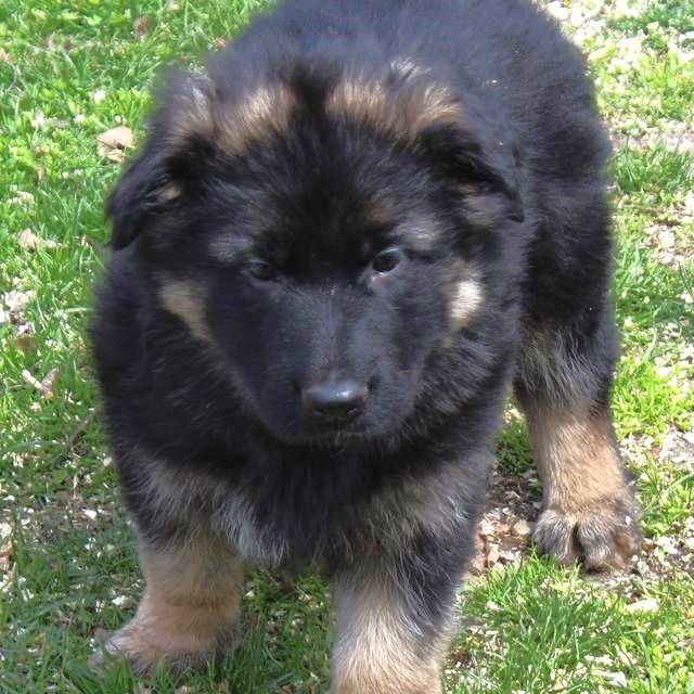 STEEL | German Shepherd Dog Boy | Puppy ID 10614