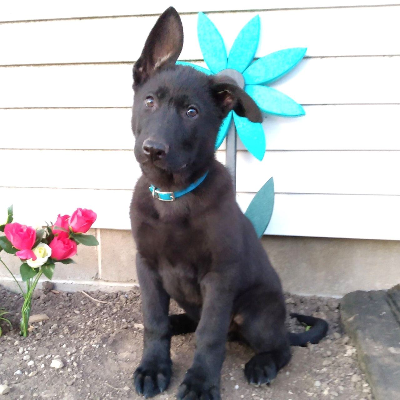 Luke | German Shepherd Dog Boy | Puppy ID 11170