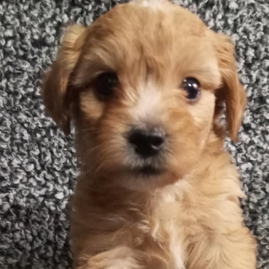 Ginger | Maltipoo Boy | Puppy ID 12706