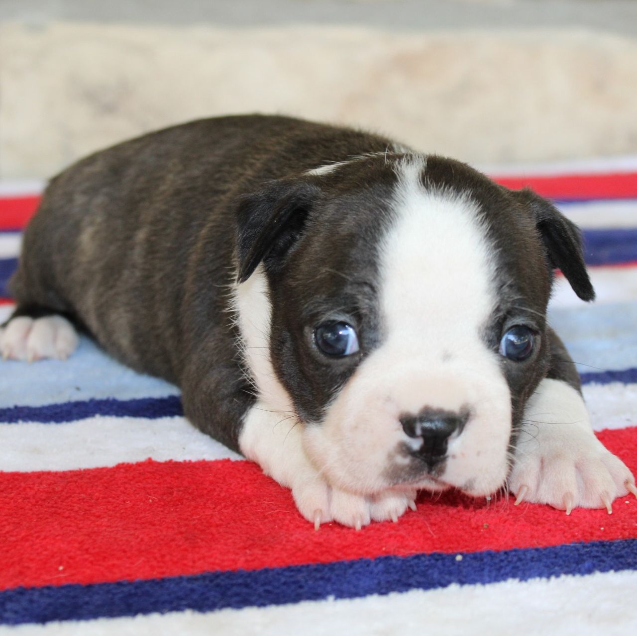 Mia | Boston Terrier Girl | Puppy ID 13230
