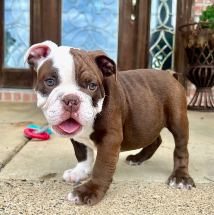 Jet | English Bulldog Boy | Puppy ID 13826