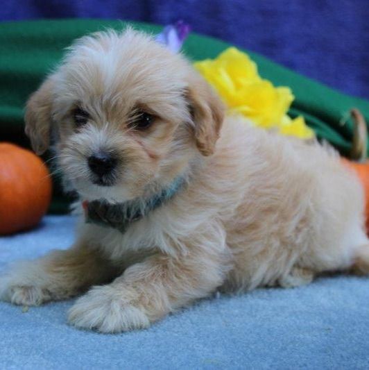 Hannah SOLD | Pomapoo Girl | Puppy ID 13955