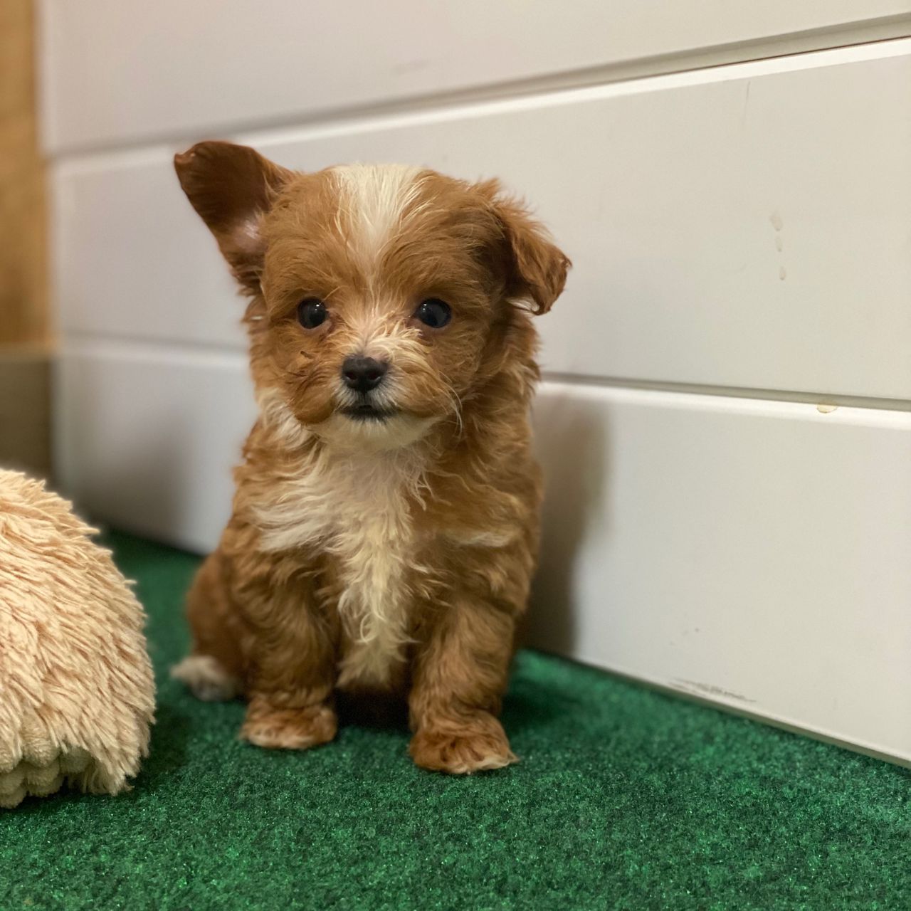 Maddie’s Black Boy | Cavapoo Boy | Puppy ID 13392