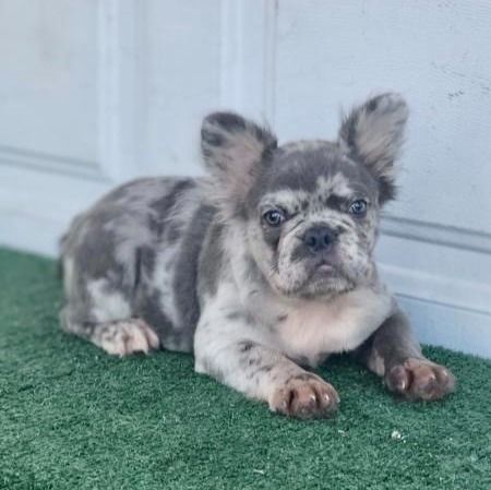 Blue Merle Fluffy | French Bulldog Boy | Puppy ID 14326