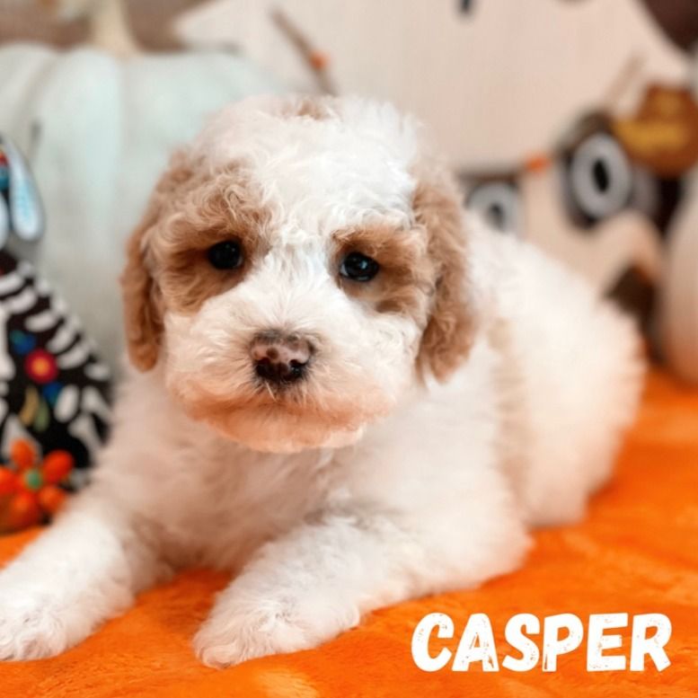 Casper | Double Doodle Boy | Puppy ID 14939