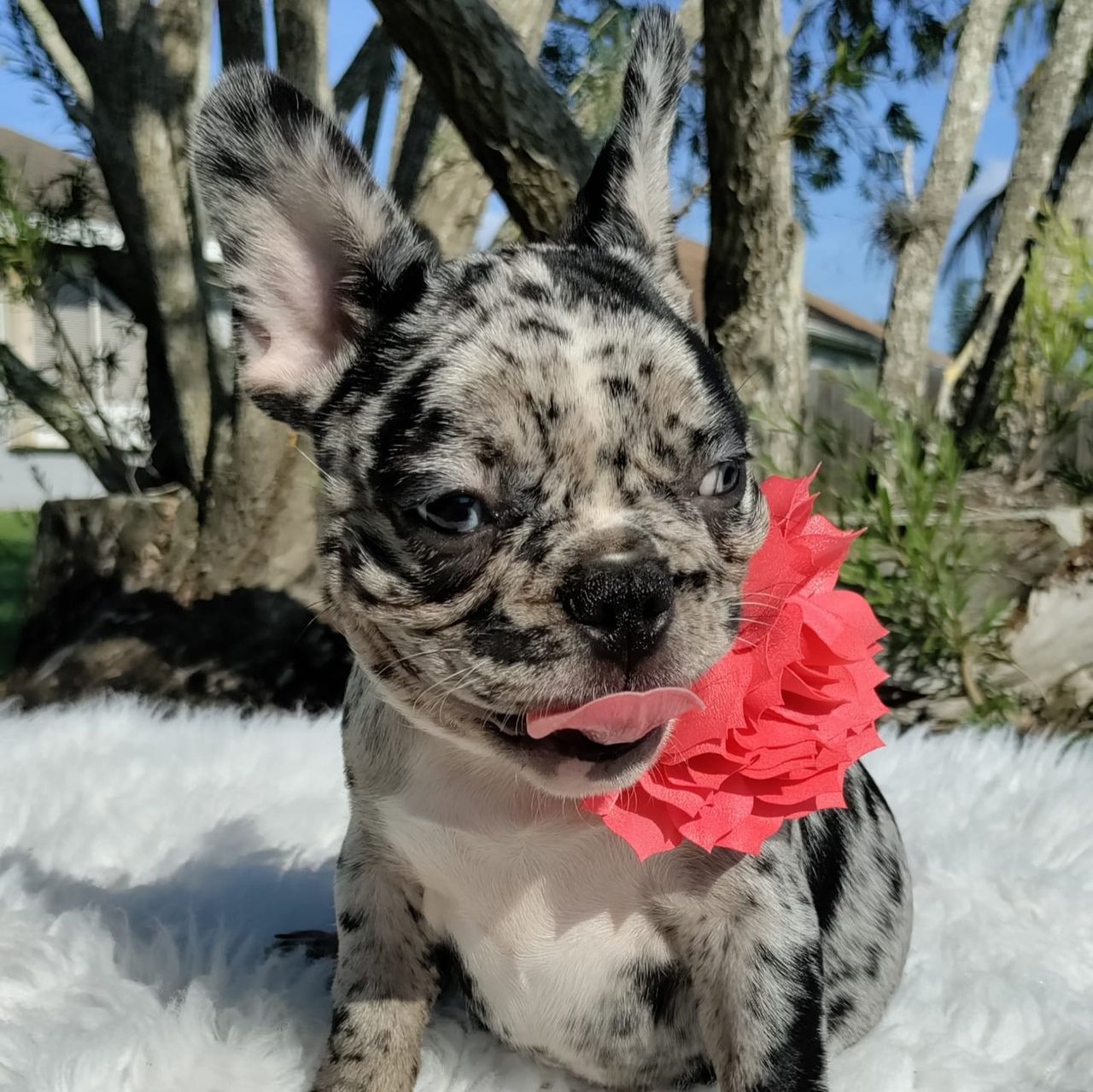 Oreo - sold | French Bulldog Girl | Puppy ID 14802
