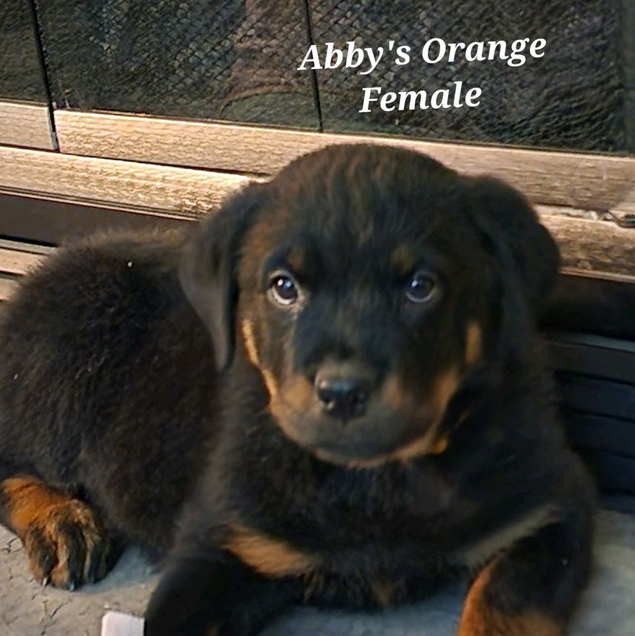 Abby's Orange Female | Rottweiler Girl | Puppy ID 14747