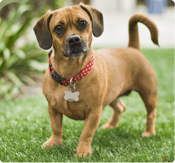 Daug Puppies for Sale | MawooPets.com