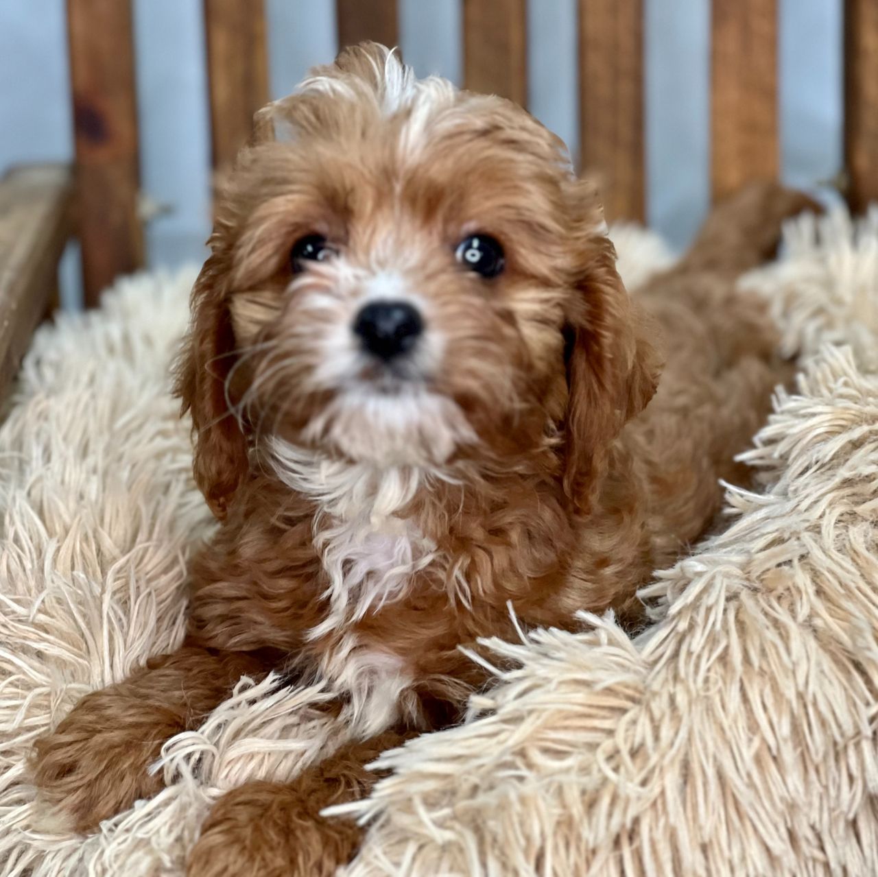 Mochi | Cavapoo Boy | Puppy ID 16771