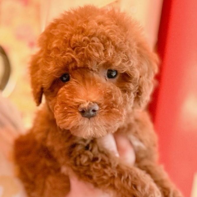Penny | Double Doodle Girl | Puppy ID 16059