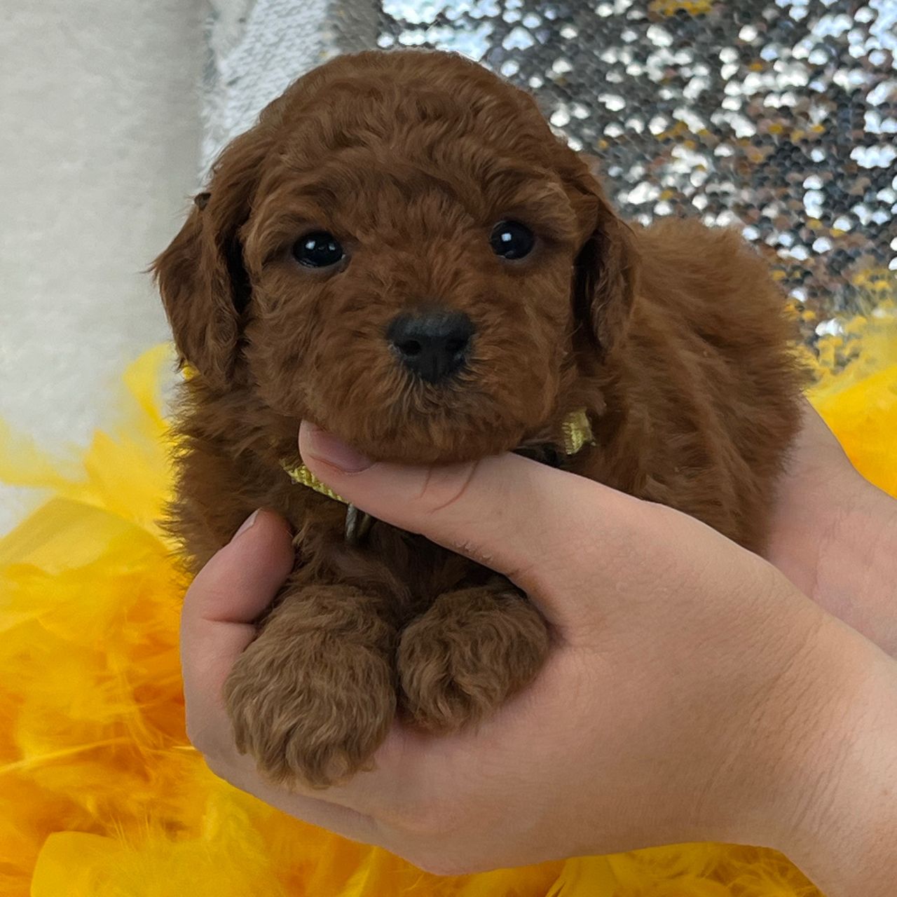 Jessie’s Yellow Boy | Cavapoo Boy | Puppy ID 17736