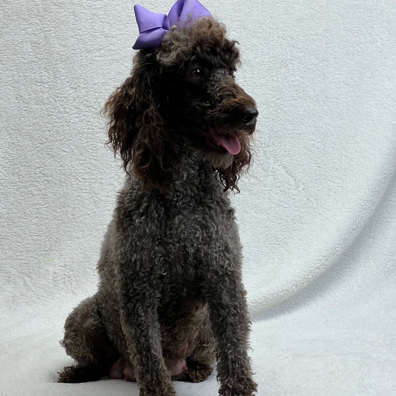 Gracie | Standard Poodle Girl | Puppy ID 18014