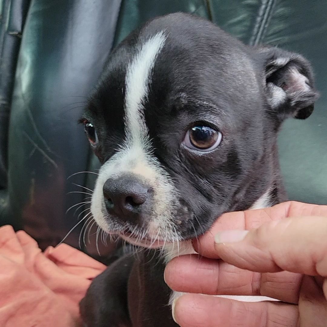 Boy Boston #1/on sale | Boston Terrier Boy | Puppy ID 18928