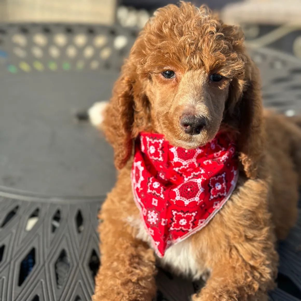 Copper | Standard Poodle Boy | Puppy ID 18819